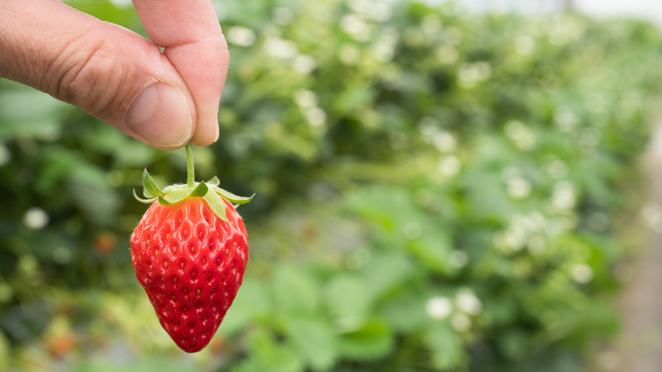 Pluk Selv Jordbær: En guide til den perfekte sommeraktivitet - Pluk-selv.dk